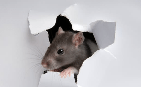 How do Identify Rodent Infestation and get rid of them? | UK Business ...