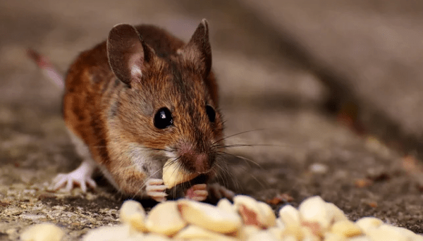 How do Identify Rodent Infestation and get rid of them? | UK Business ...
